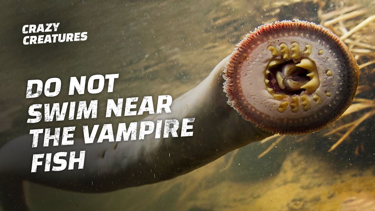 Meet the Vampire Fish of the Amazon