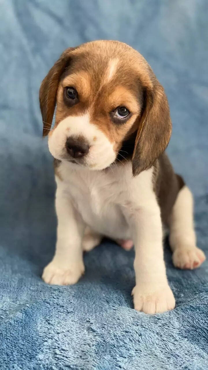 10 things to know before getting a pet Beagle puppy