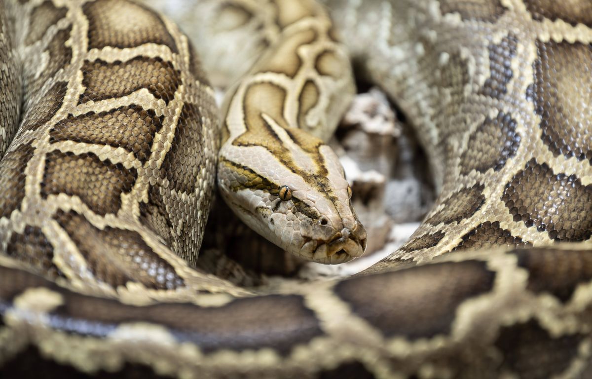 Charente-Maritime : Cookie, le python d’1,70 m qui avait fugué de son ...