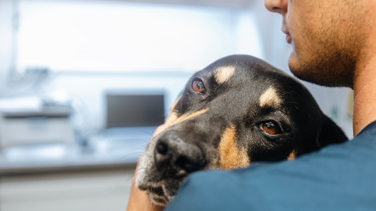 How to Keep Your Dog Calm During Thunderstorms