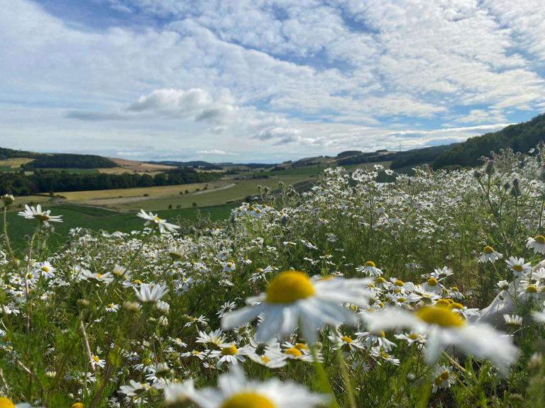 Your pictures of Scotland: 27 June - 4 July