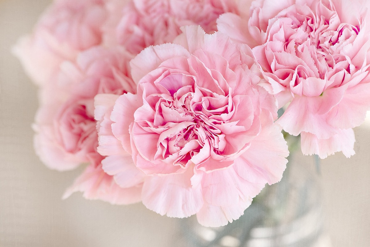 Claveles rosados: guía completa de cuidados, significado y usos originales