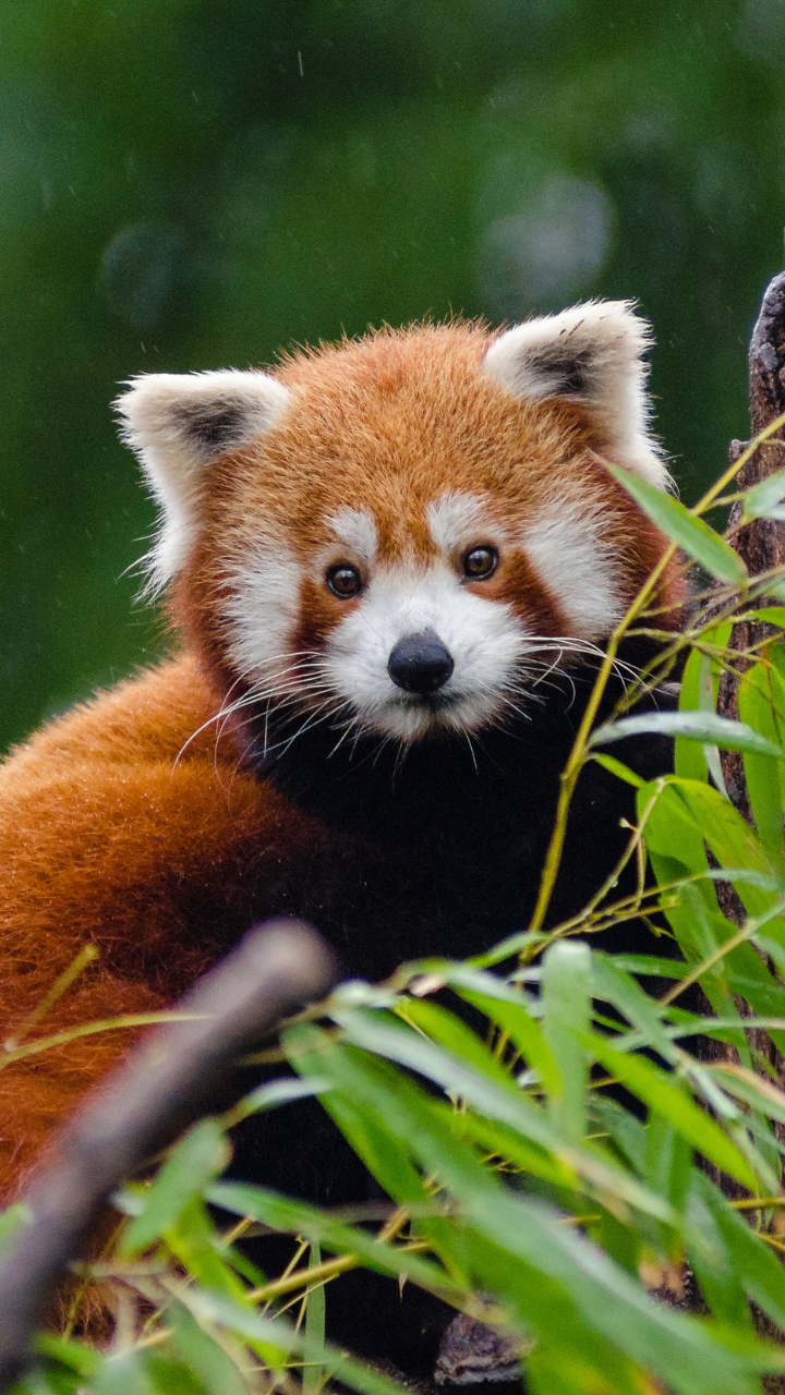 10 wild animals that redefine what nature can do