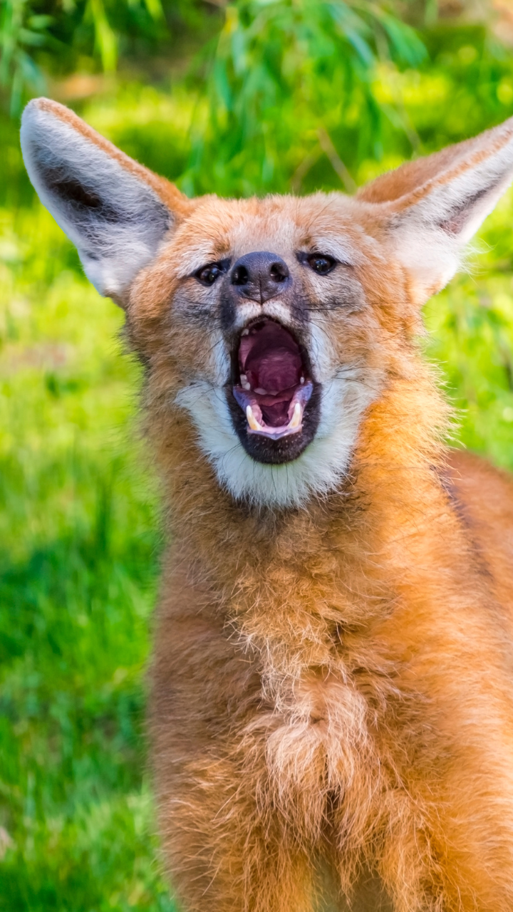 10 wild animals that redefine what nature can do