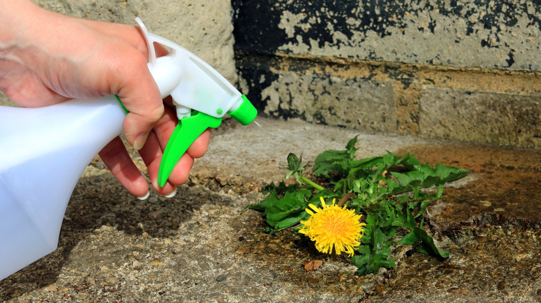 Give Your Homemade Vinegar Weed Killer A Powerful Boost With One Simple ...