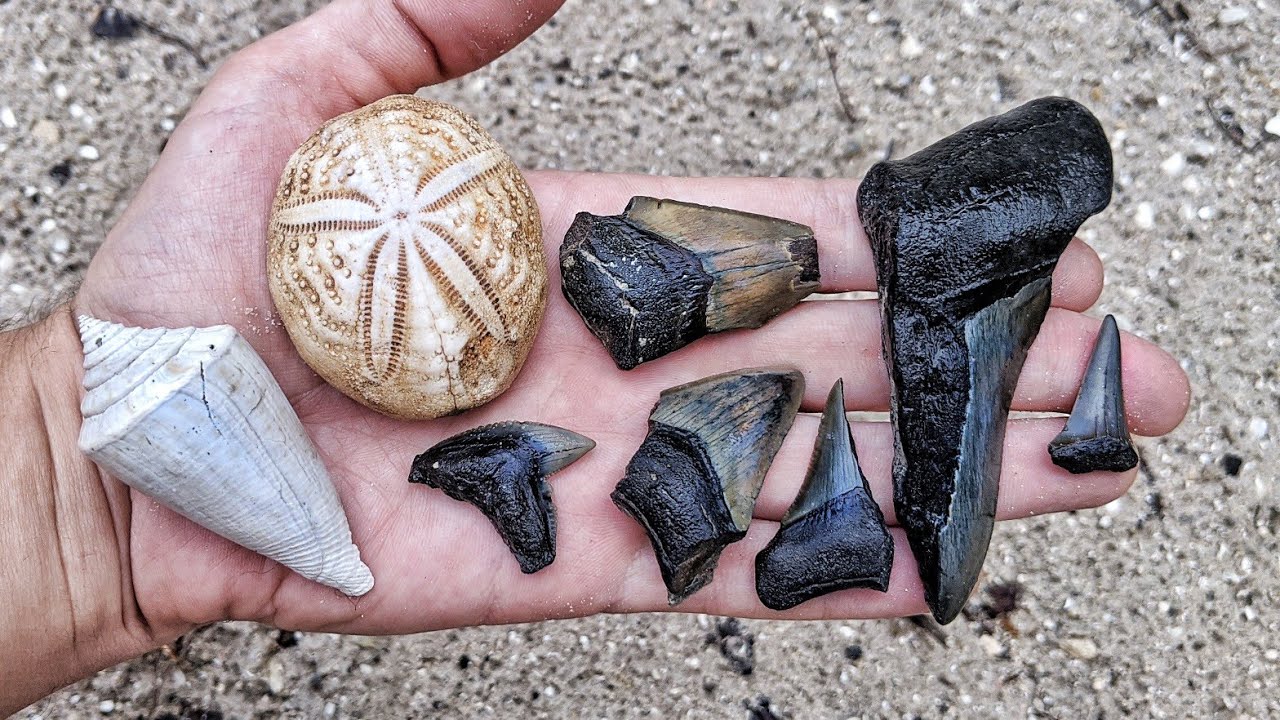 Hunting For Megalodon Shark Teeth & Fossil Seashells On Florida Dirt Roads!