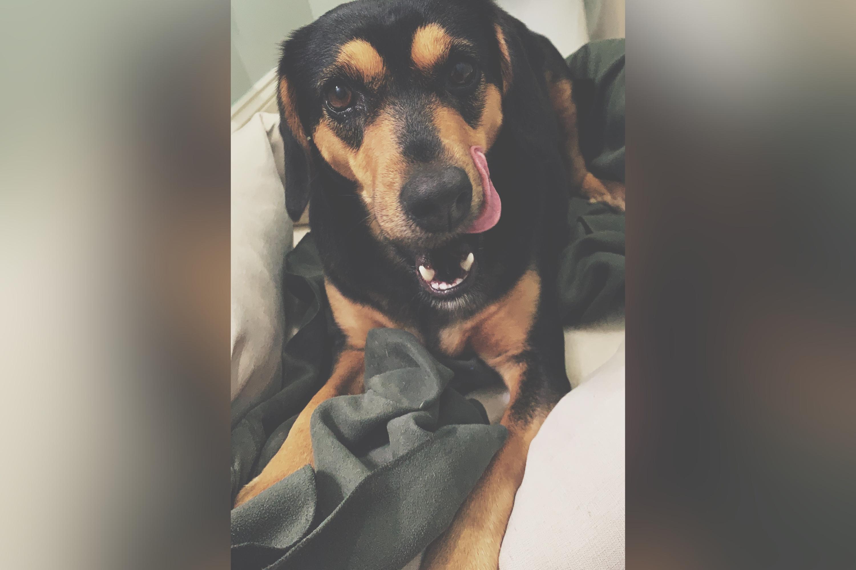 Woman gives dog Parmesan on breakfast, what happens next goes viral