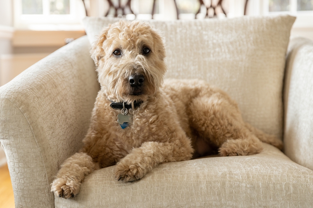 How Many Dogs Communicate with Their Owners