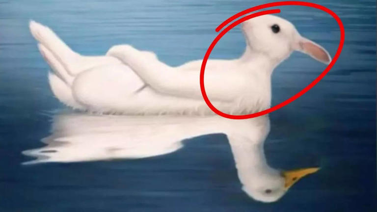 Optical illusion personality test: Duck or rabbit? What you see first ...