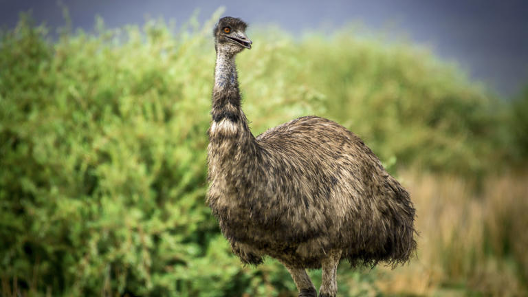 14 of the biggest birds on Earth