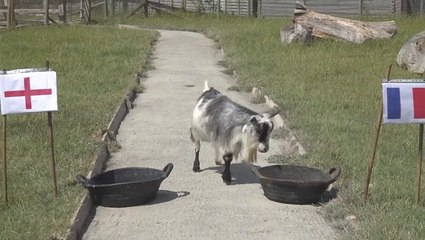 Russo the goat predicts result of Lionesses’ first Euros game against ...