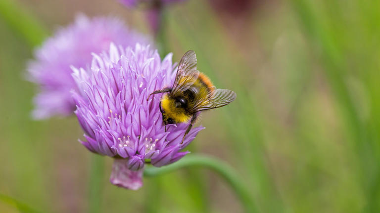 Why Chives Make The Best Border For A Cottagecore Garden