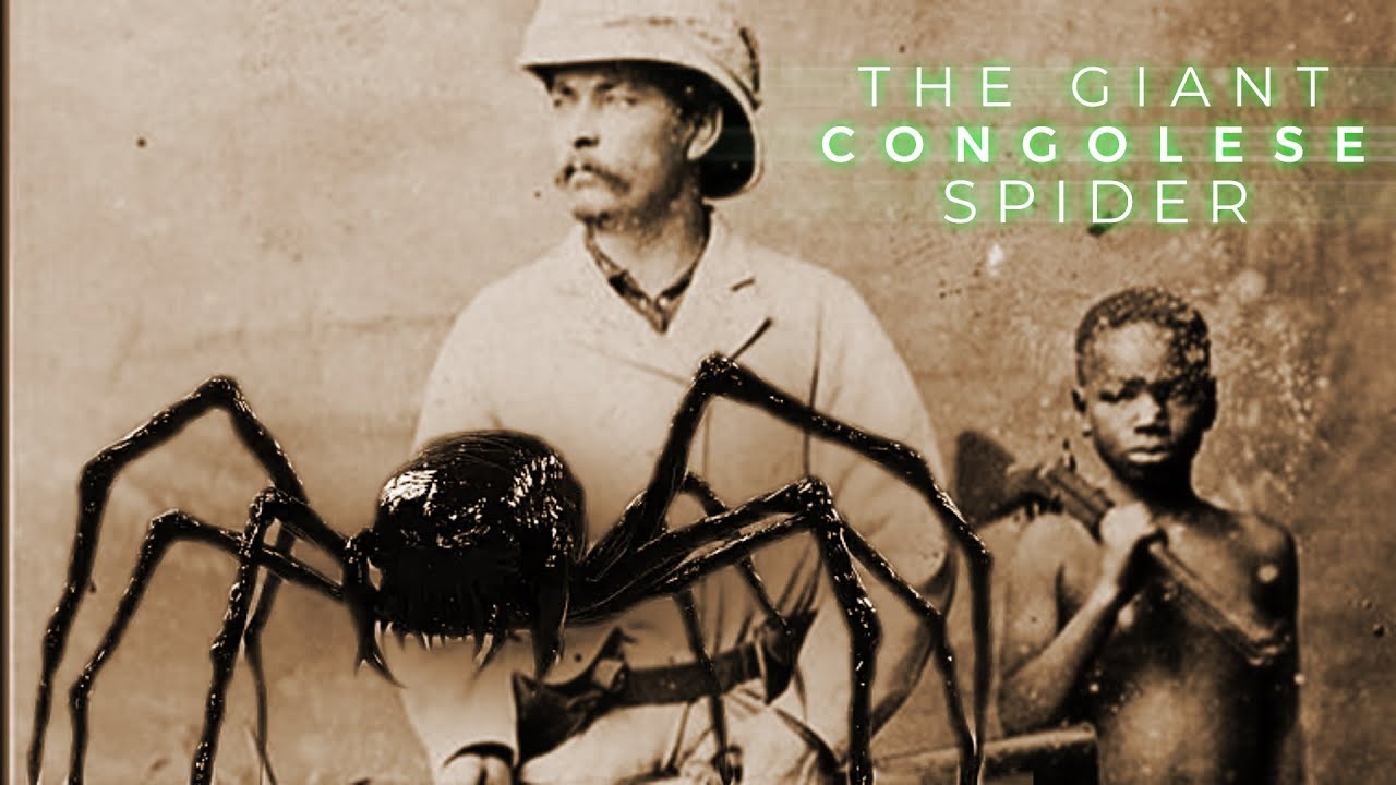 J'ba Fofi - Congolese Giant Spider