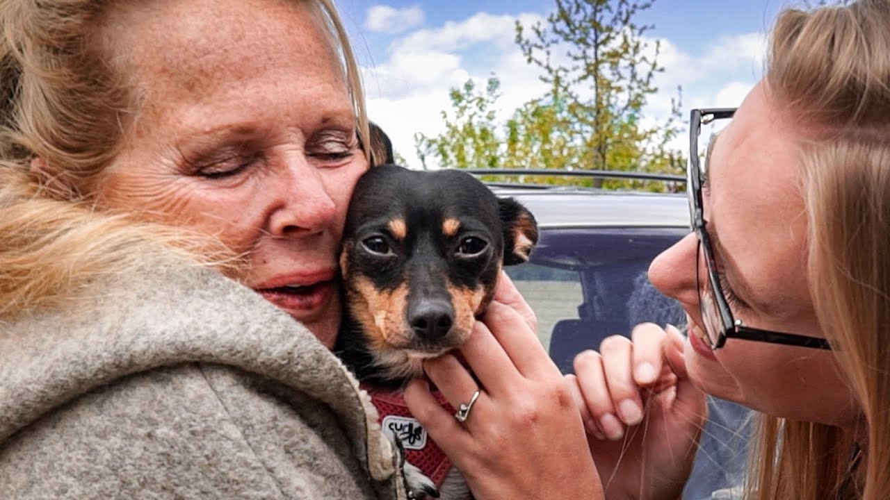 From neglected to adored – watch this tiny chihuahua’s journey
