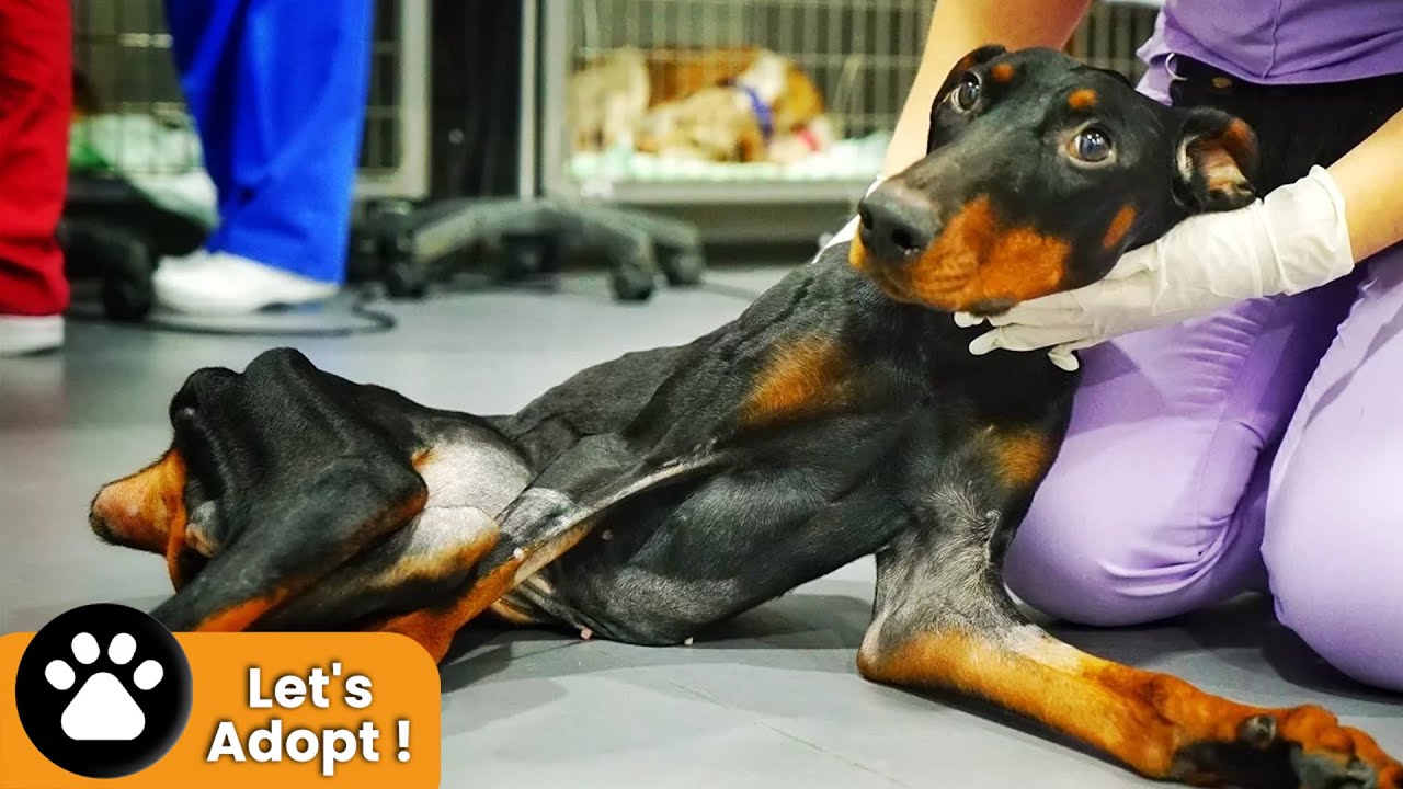 Incredible recovery – dog with broken back left in shattered glass field