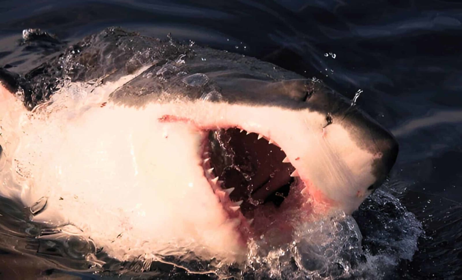 At 4.20m, the Largest Great White Shark Ever Tracked Is Heading Toward ...
