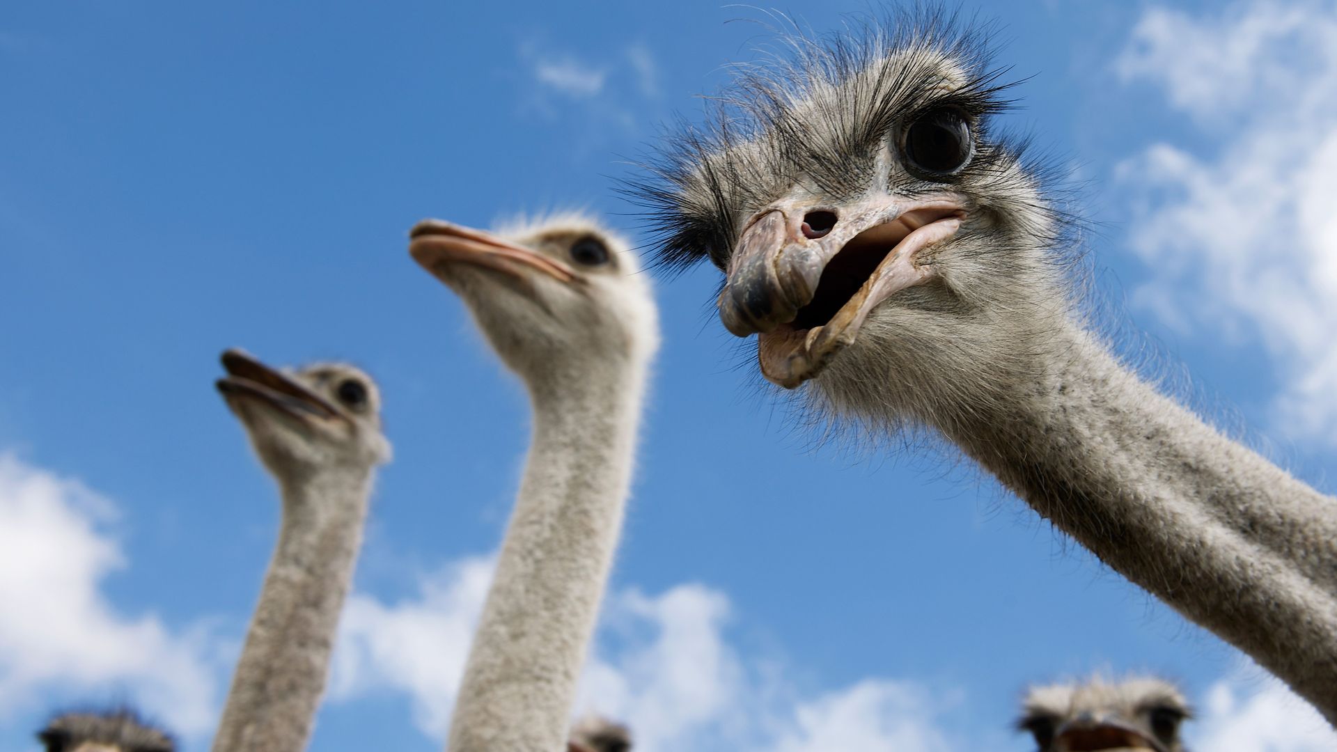 14 of the biggest birds on Earth