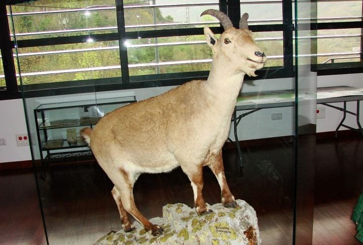 Conheça o único animal a ser ‘extinto’ duas vezes: marco para a Ciência