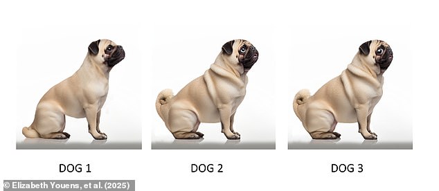 Vets say our preference for dog breeds is changing - take the test to ...