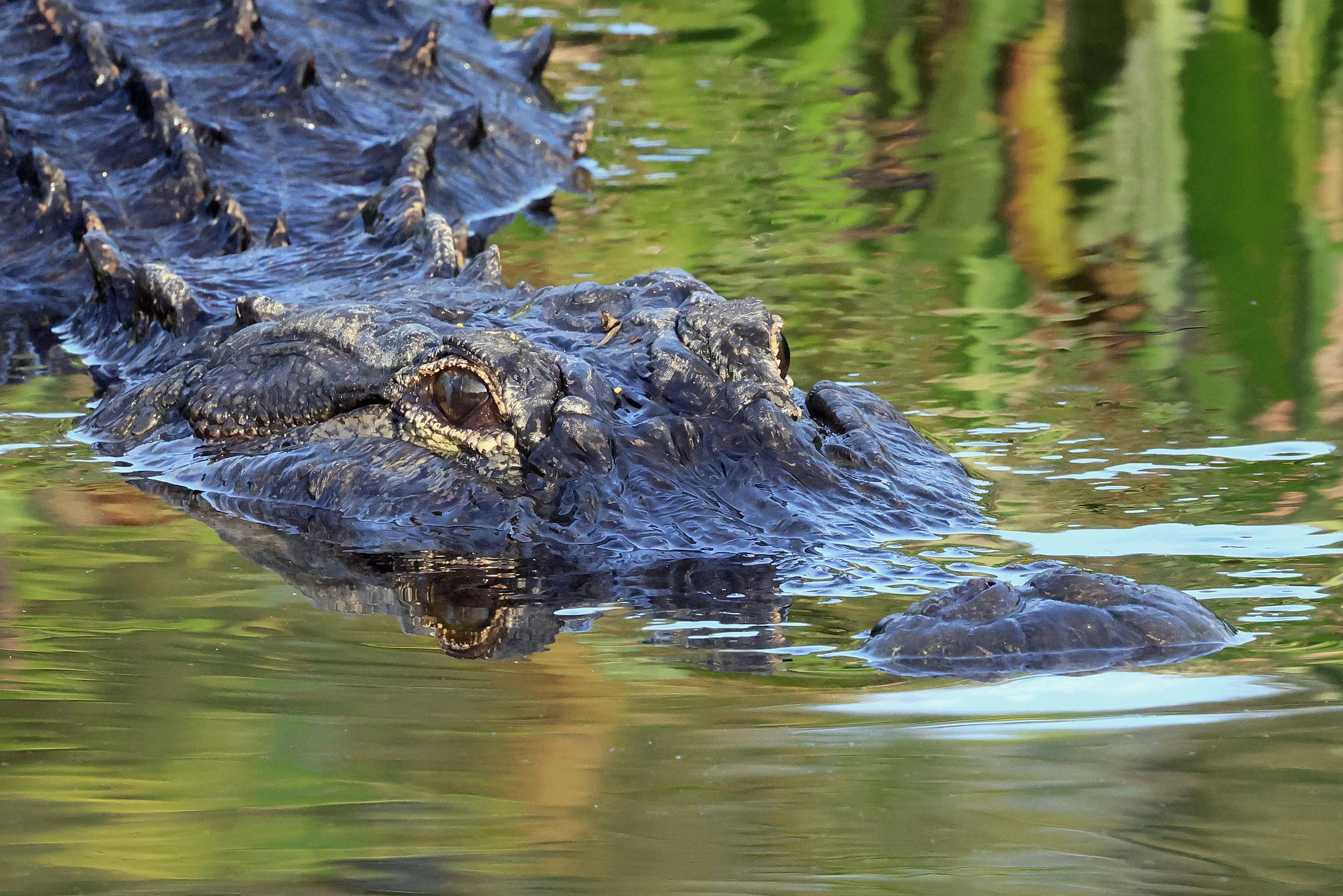 Alligator Alcatraz is in Florida Everglades, where dangerous animals ...
