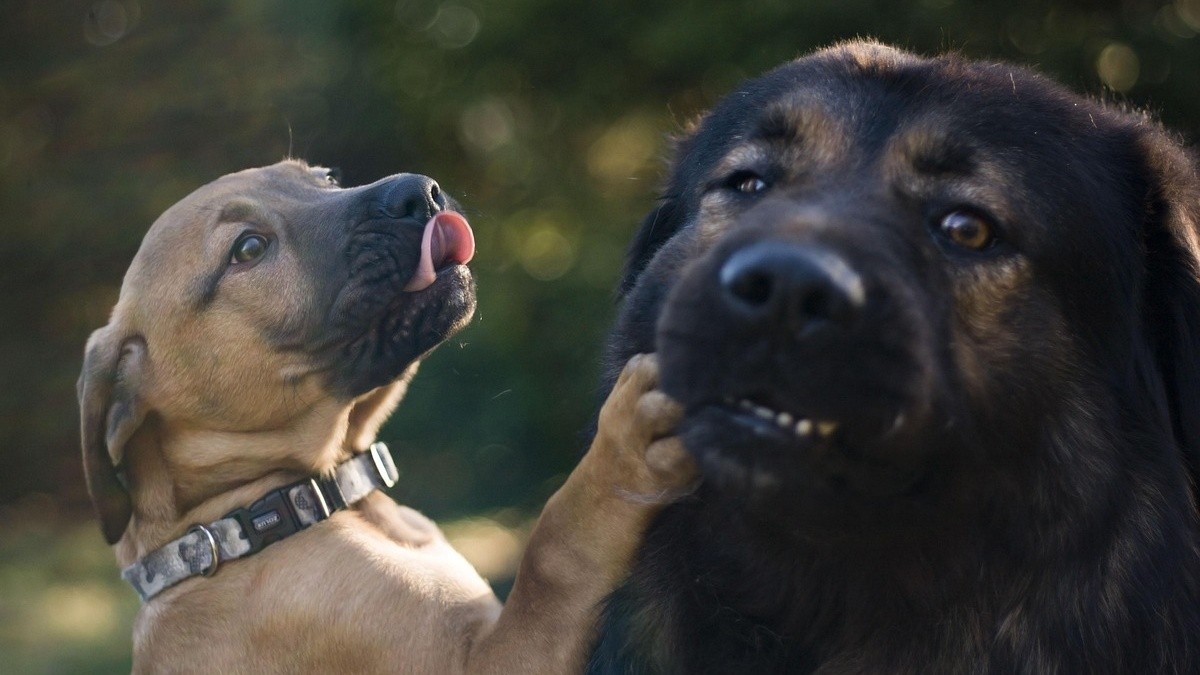 How do I know if my dog loves me? Real signs of affection