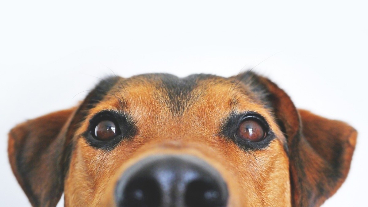 Meats that a dog can eat without putting its health at risk