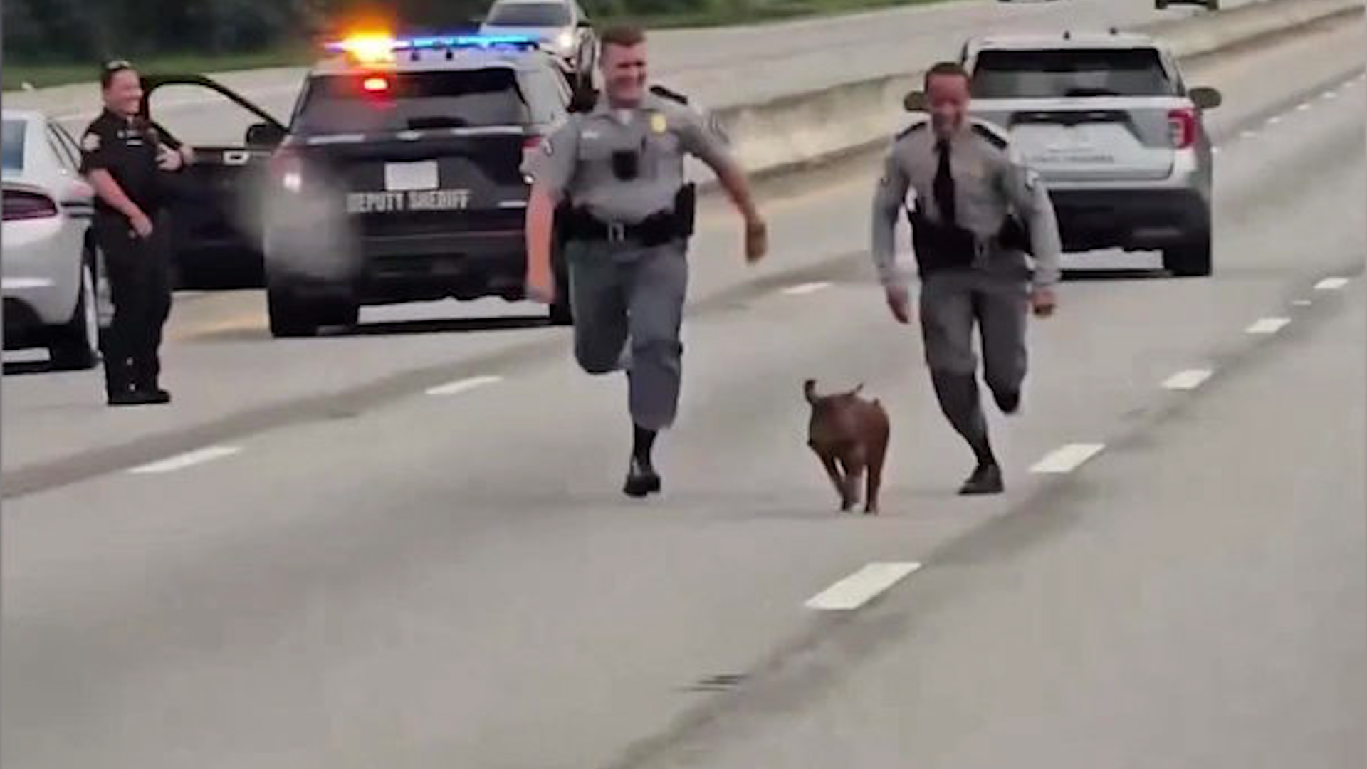 State troopers chase wild pig that was hogging the road