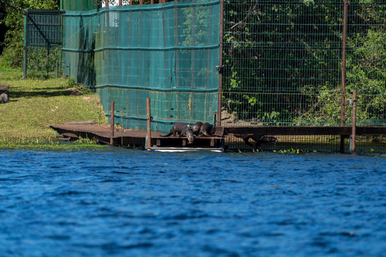 ‘Argentina's top aquatic predator' released in wild for first time ...