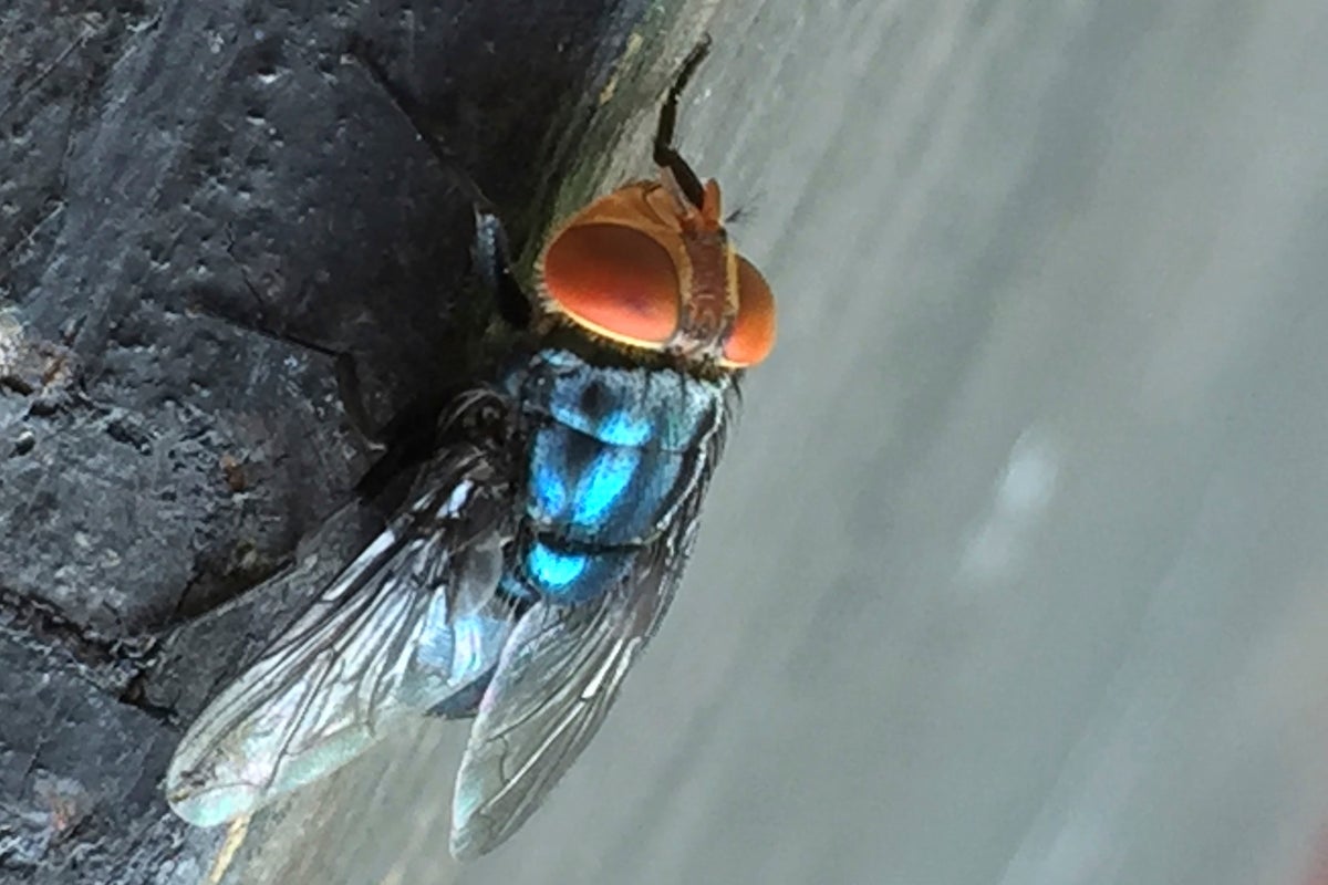 Millions of flies to be dropped over Texas to combat flesh-eating maggots