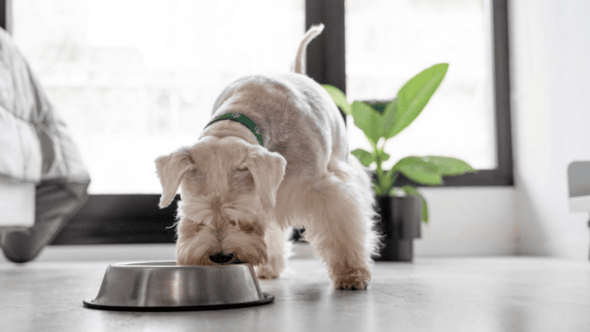 Meats that a dog can eat without putting its health at risk