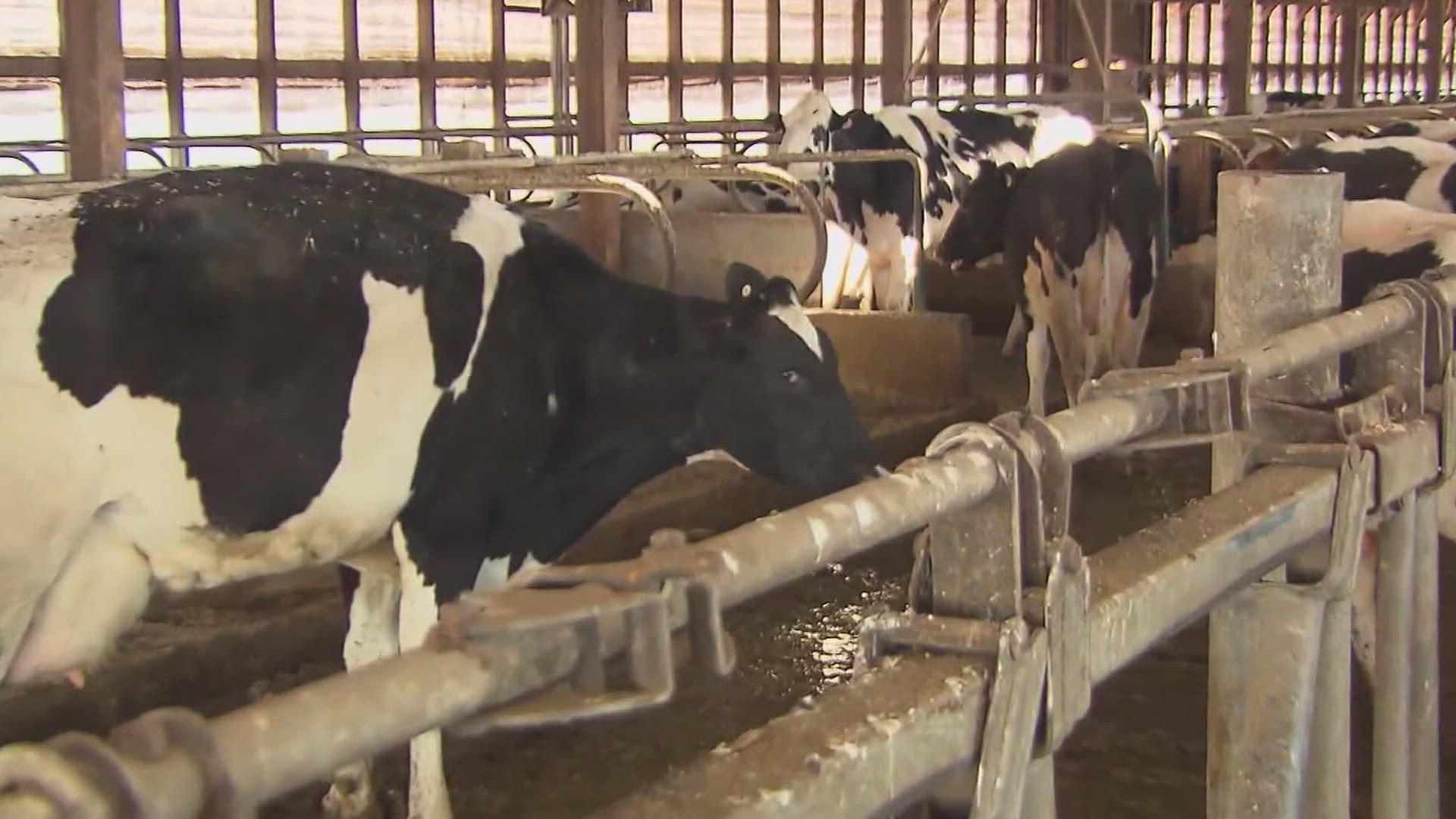 Avian flu detected in milk found on Arizona farm