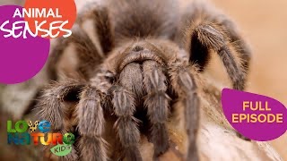 Animals With Incredible Touch | Animal Senses 102