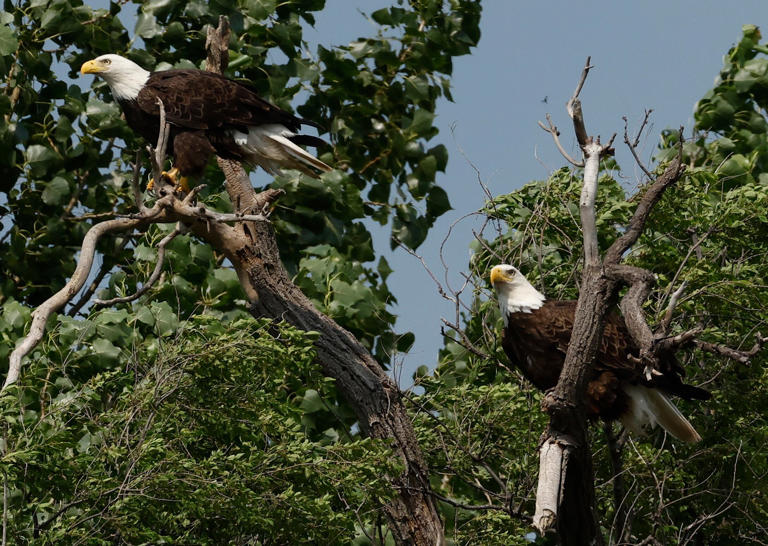 Bald eagles stay for summer on Onondaga Lake (photos)
