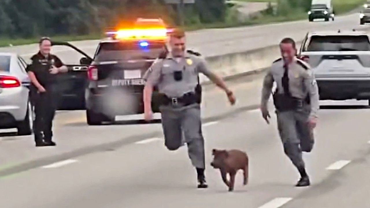 Road hog! Cops chase wild pig running loose on South Carolina highway