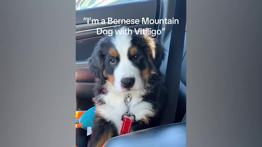 Owner Reveals How Dog's Vitiligo Has Progressed