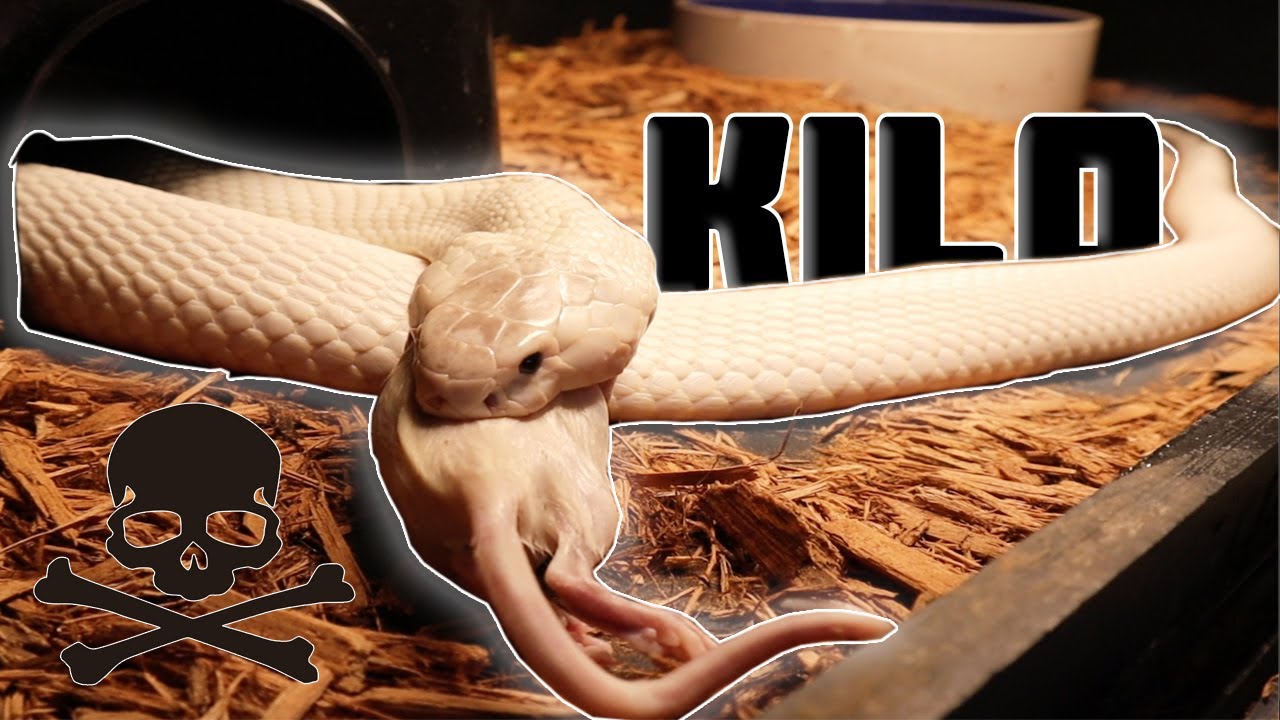 Tyler Nolan Gives an Update on Kilo the Cobra