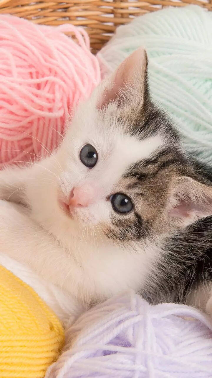 7 cat breeds with beautiful eyes that will melt your heart