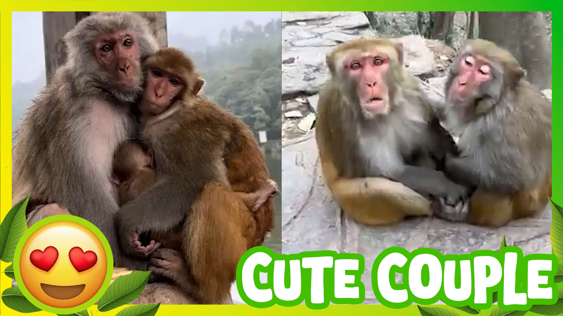 Cute Monkey Couple Moments 🐵💕 | Love, Grooming & Jungle Romance