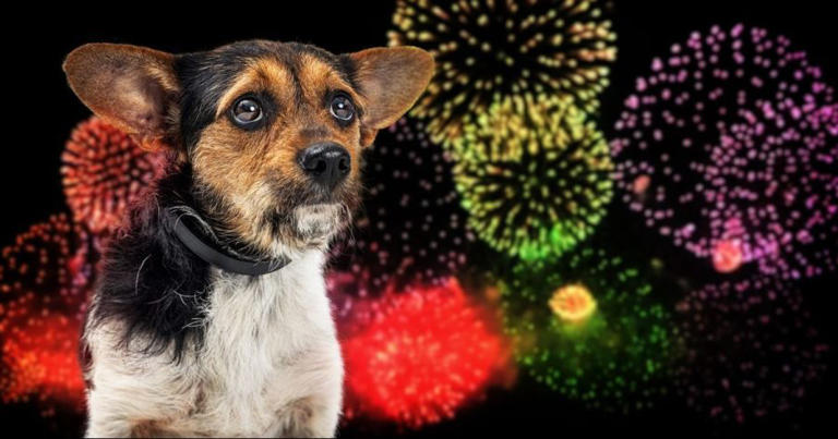 Every dog has its day, but it’s not the Fourth of July