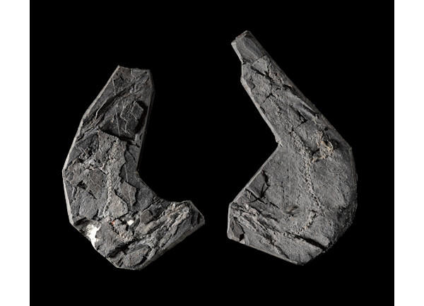 Ancient Scottish Salamander is 14 Million Years Older Than Previously ...