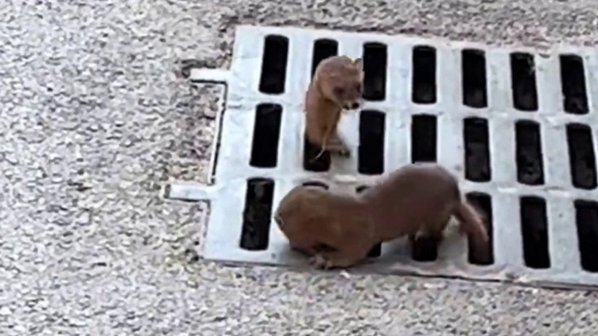 Weasel tries to teach friend to squeeze into drain - but its head is ...