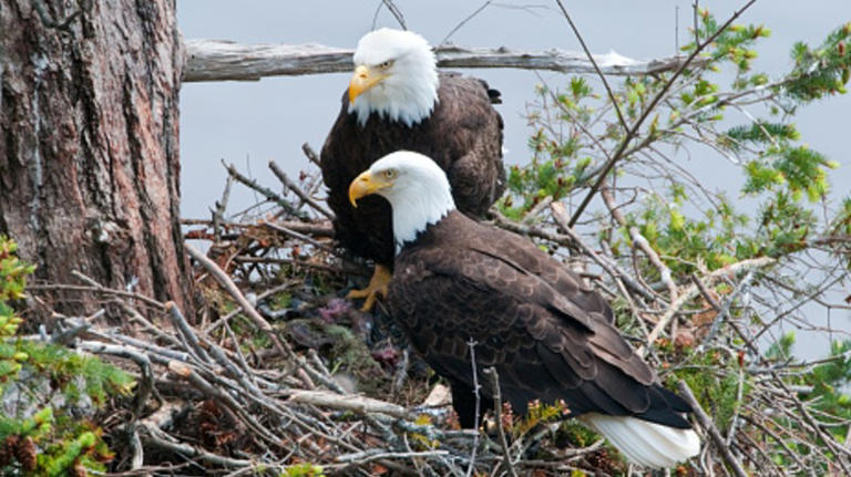 Here's What It Would Be Like Having 2 Bald Eagles As Parents