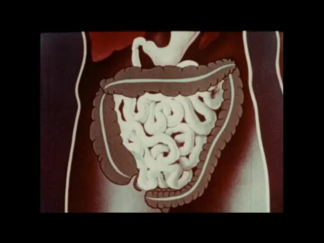 Human Digestion: Alimentary Canal & Digestive Fluids