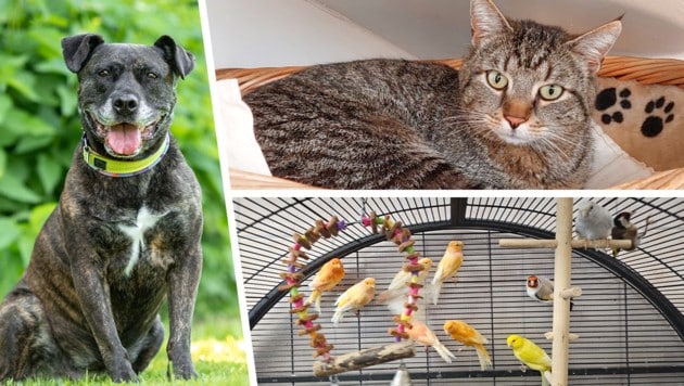 „Wer will mich?“: Diese Tiere haben kein Zuhause