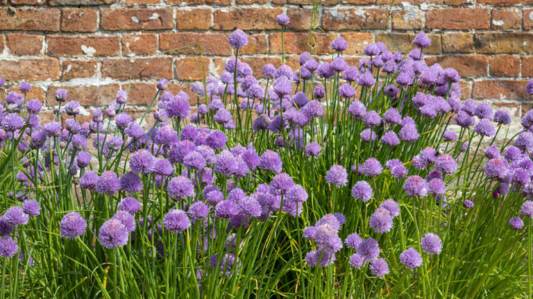 Why Chives Make The Best Border For A Cottagecore Garden