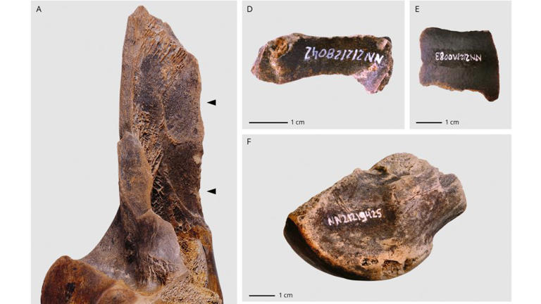 125,000-year-old ‘fat factory’ run by Neanderthals discovered in Germany