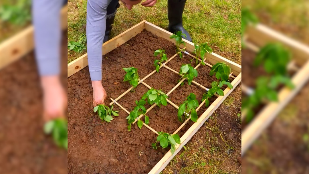 Brilliant Tips for Designing Your Dream Orchard Garden