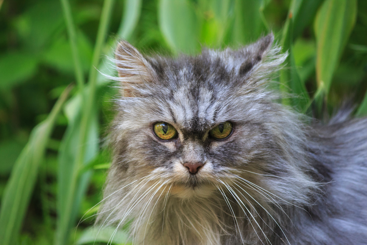 Special Senior Cat With Rare Medical Condition Baffles Viewers with His ...