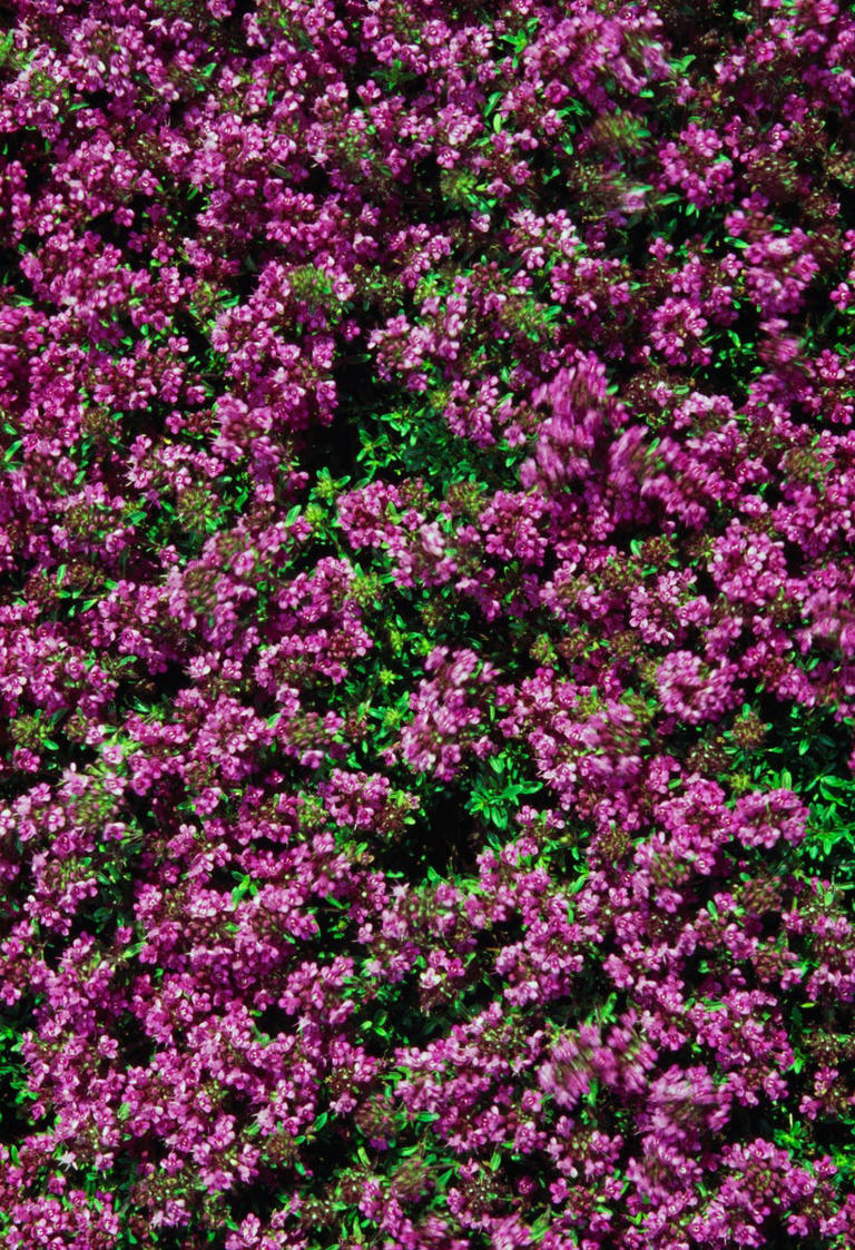 Red creeping thyme is the prettiest (and easiest) ground cover you’ll ...