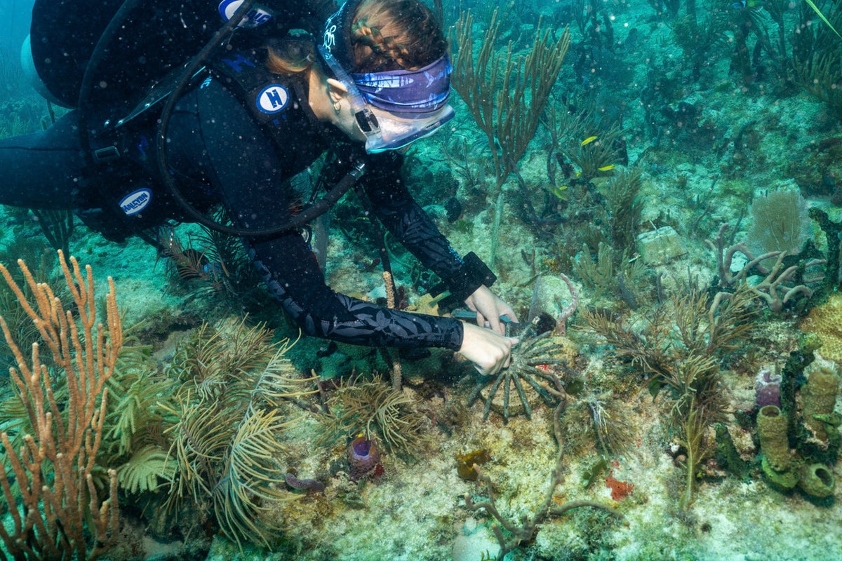 Coral transplants could help save Miami’s iconic reefs from climate change